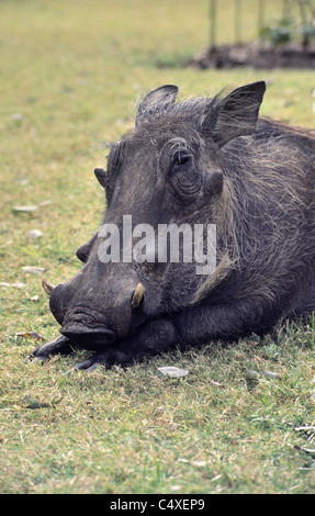 Wart hog eye; Warthog (Phacochoerus africanus, "African Lens-Pig Stock ...
