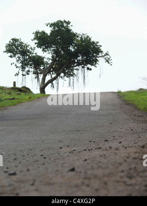 The roots of a large banyan tree spread down Stock Photo - Alamy