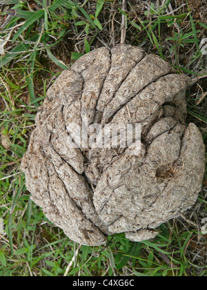 dried animal droppings, dry cow droppings Stock Photo - Alamy