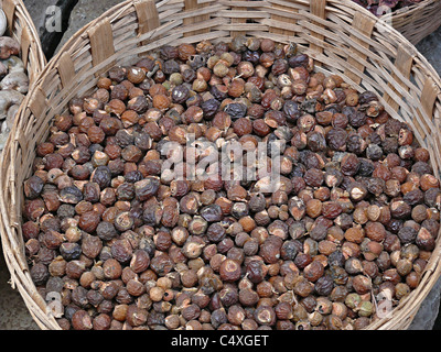 Sapindus emarginatus, Notched Leaf Soapnut, Arishta, Reetha Stock Photo ...