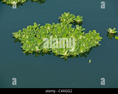 Leaves of Pistia stratiotes (water cabbage, water lettuce). Full ...