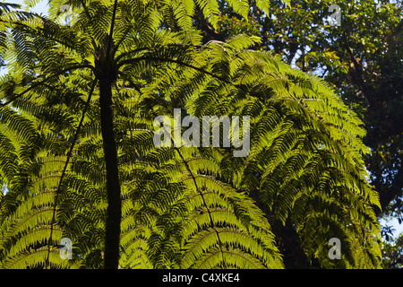 Tree fern, Costa Rica rainforest, Costa Rica central America Stock ...