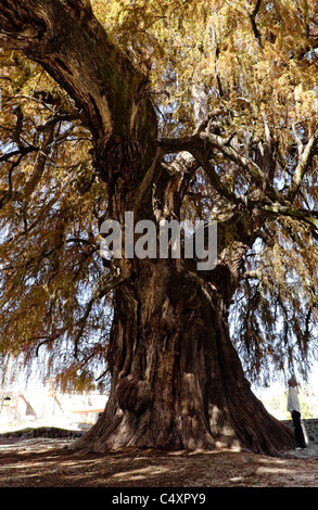 Ahuehuete tree (Taxodium mucronatum) also known as Montezuma Cypress or ...