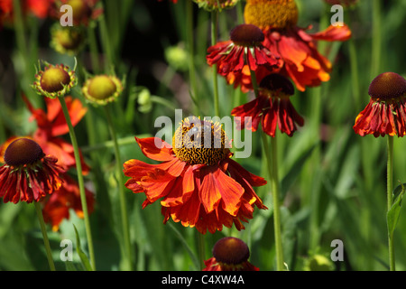 Bronze flowers of Helenium "Moerheim Beauty" in a herbaceous garden ...