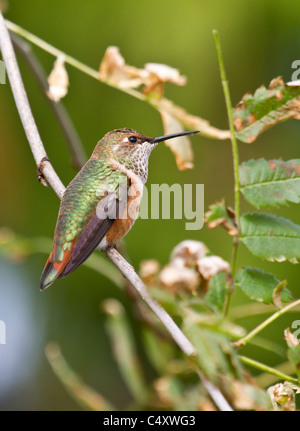 Hummingbird sitting on branch Stock Photo - Alamy