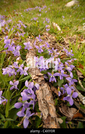 A closeup shot of purple flowers found growing in the wild under the ...