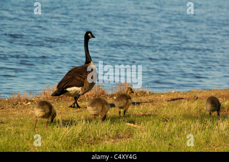 A Canada goose out for the day with her goslings close by Stock Photo ...
