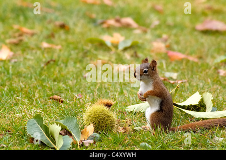 Squirrel gathering chestnuts Stock Photo - Alamy