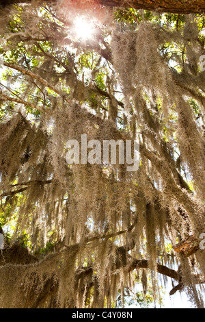 Southern live Oak tree with Spanish moss hanging from branches in ...