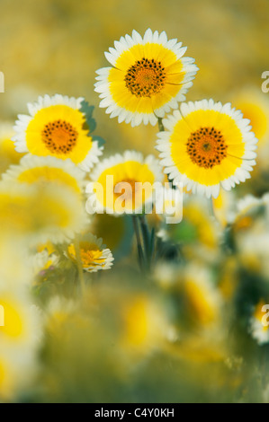 California spring wildflower Tidy Tips Layia platyglossa also known as ...