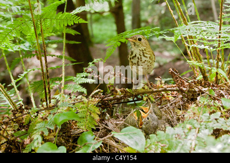 The American hermit thrush bird perching on a tree branch in the park ...