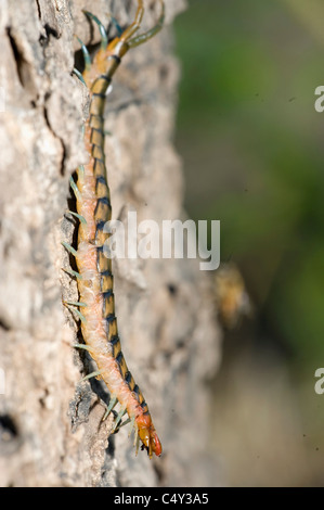 African Red Feathertail Centipede Stock Photo - Alamy