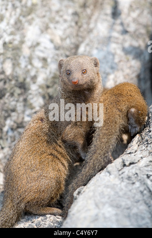 Slender Mongoose (Galerella sanguinea) at its burrow, southern Namibia ...