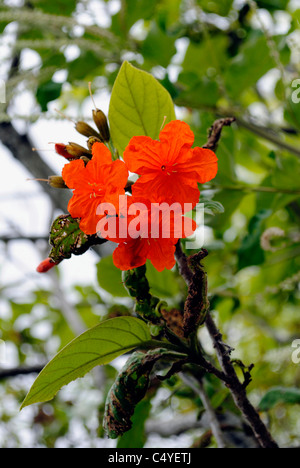 orange flowers of the geiger tree cordia sebestena florida keys usa ...