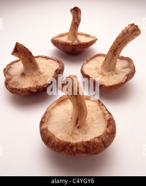 mushroom, fungi, shiitake, edible mushroom, mushrooms, fungis, shiitakes Stock Photo - Alamy
