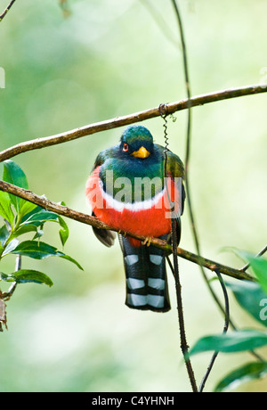 Male Masked Trogon (Trogon personatus Stock Photo - Alamy