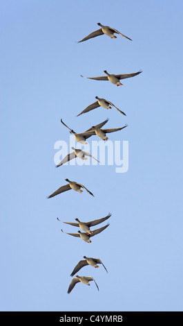 Bean Goose (Anser fabalis) group foraging, Europe Stock Photo - Alamy