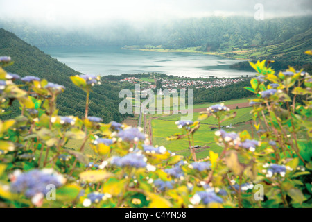 Hydrangeas. São Miguel, Azores islands. Portugal Stock Photo - Alamy