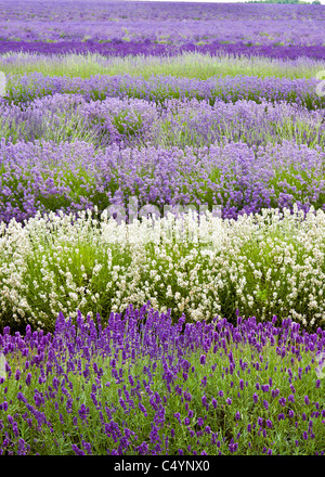 levender field purple aromatic flowers near valensole in provence ...