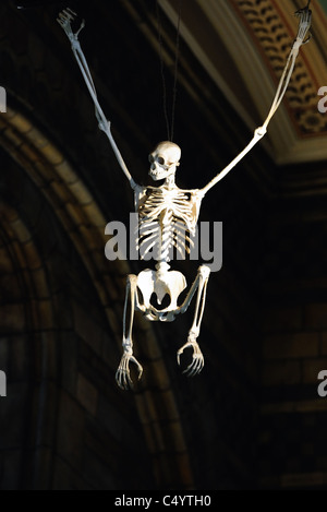 monkey skeleton at natural history museum Stock Photo - Alamy