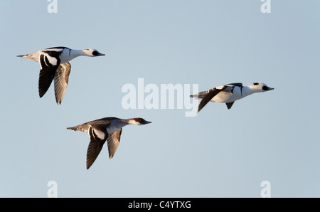 Smew; Mergus albellus; Two Males with Female; UK Stock Photo - Alamy