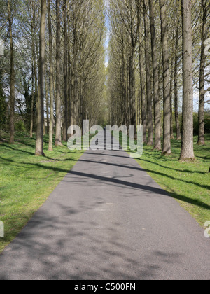 tree lined road lane umberslade warwickshire Stock Photo - Alamy