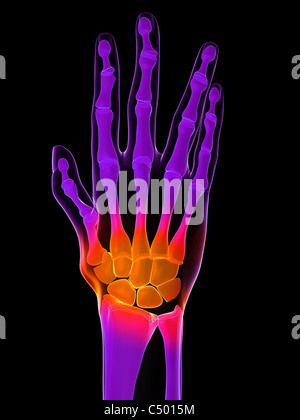 highlighted hand and finger joints Stock Photo - Alamy