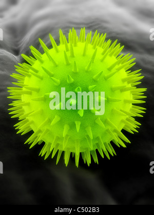 Pollen close up Stock Photo - Alamy