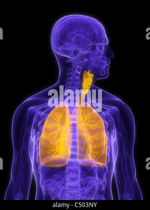 Human male body lung 3d hologram back view. 3D illustration Stock Photo ...