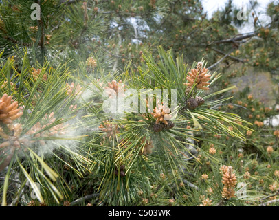 pollen falling from a pine tree in the wind Stock Photo - Alamy