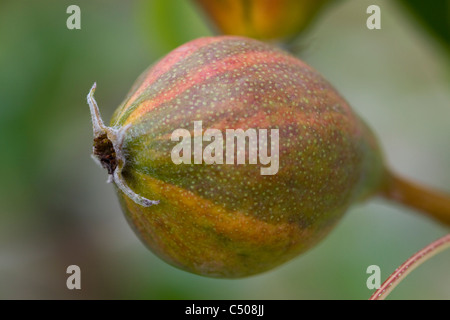 Humbug pear, Pyrus, Pyrus communis 'Humbug', Beauty in Nature, Colour ...