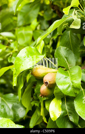Small pear (pyrus communis) growing on tree in French orchard Stock ...
