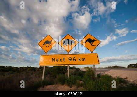 Road signs on the Nullarbor Plain indicating the presence of Camels ...