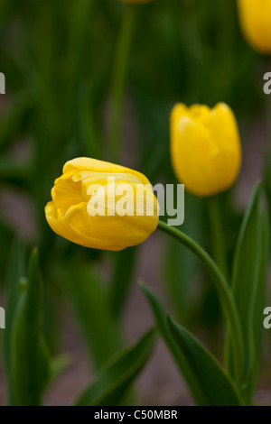 Tulips in garden in spring time Stock Photo - Alamy
