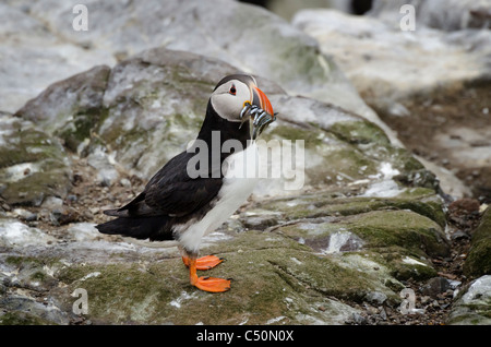 Single atlantic puffin Stock Photo - Alamy