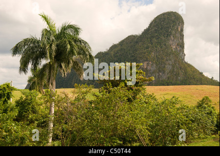 mogotes in the landscape of Vinales, Pinar del Rio province, Cuba Stock ...