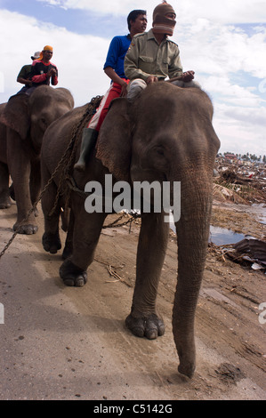 Tame elephants are used to help move the wreckage caused by the tsunami ...