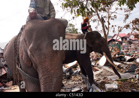 Tame elephants are used to help move the wreckage caused by the tsunami ...