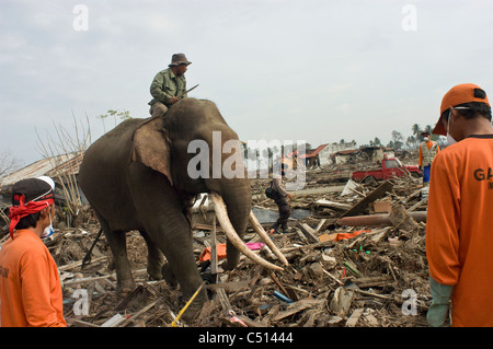 Tame elephants are used to help move the wreckage caused by the tsunami ...
