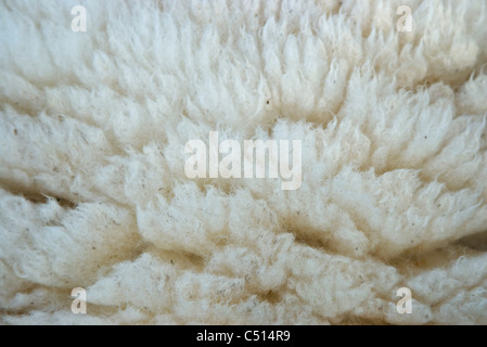 A close-up shot of a sheep's wool snagged on barbed wire Stock Photo ...