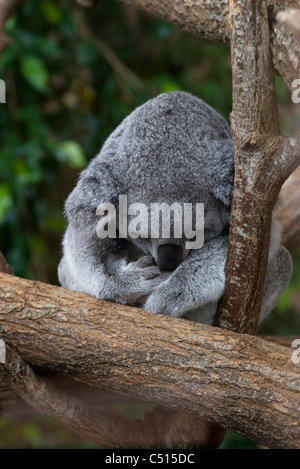 Koalas in trees. A Koala on a Scribbly Gum tree branch, iconic climbing ...
