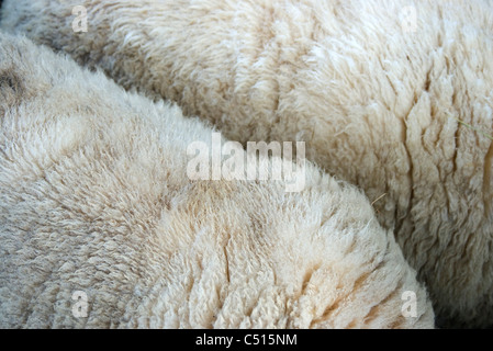 A close-up shot of a sheep's wool snagged on barbed wire Stock Photo ...