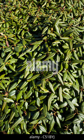 Plentiful Rose Bush Stock Photo - Alamy