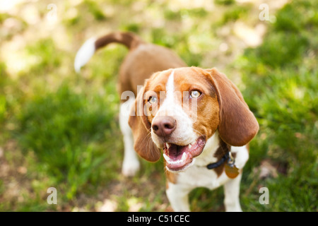 Dog teeth close-up. Beagle teeth isolated on white background. Problem ...