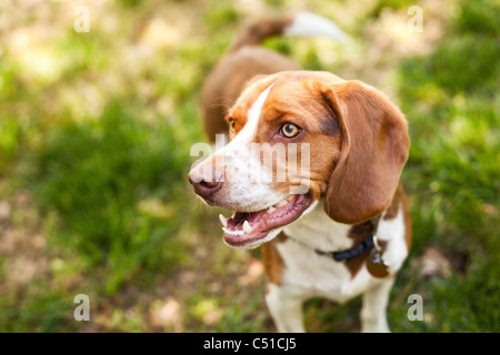 Dog teeth close-up. Beagle teeth isolated on white background. Problem ...