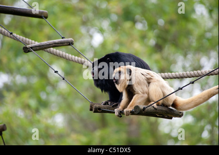 howler monkeys vocalizing on a rope Stock Photo - Alamy