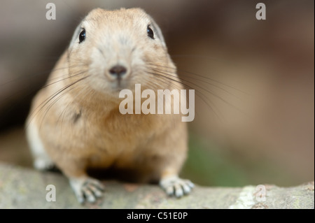 gundis are unusual rodents from north africa Stock Photo - Alamy