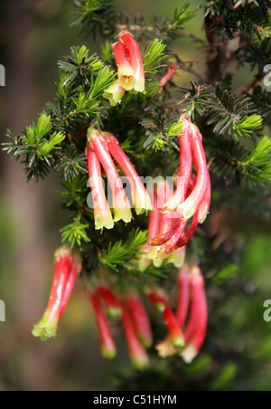 Outeniqua Heath, Erica versicolor, Ericaceae. South Africa Stock Photo ...