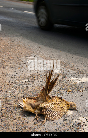 Road kill dead female pheasant Stock Photo - Alamy