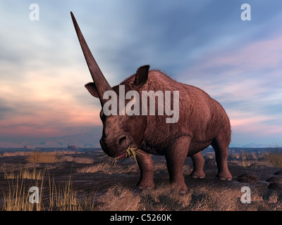 Elasmotherium / Elasmotherium Stock Photo - Alamy